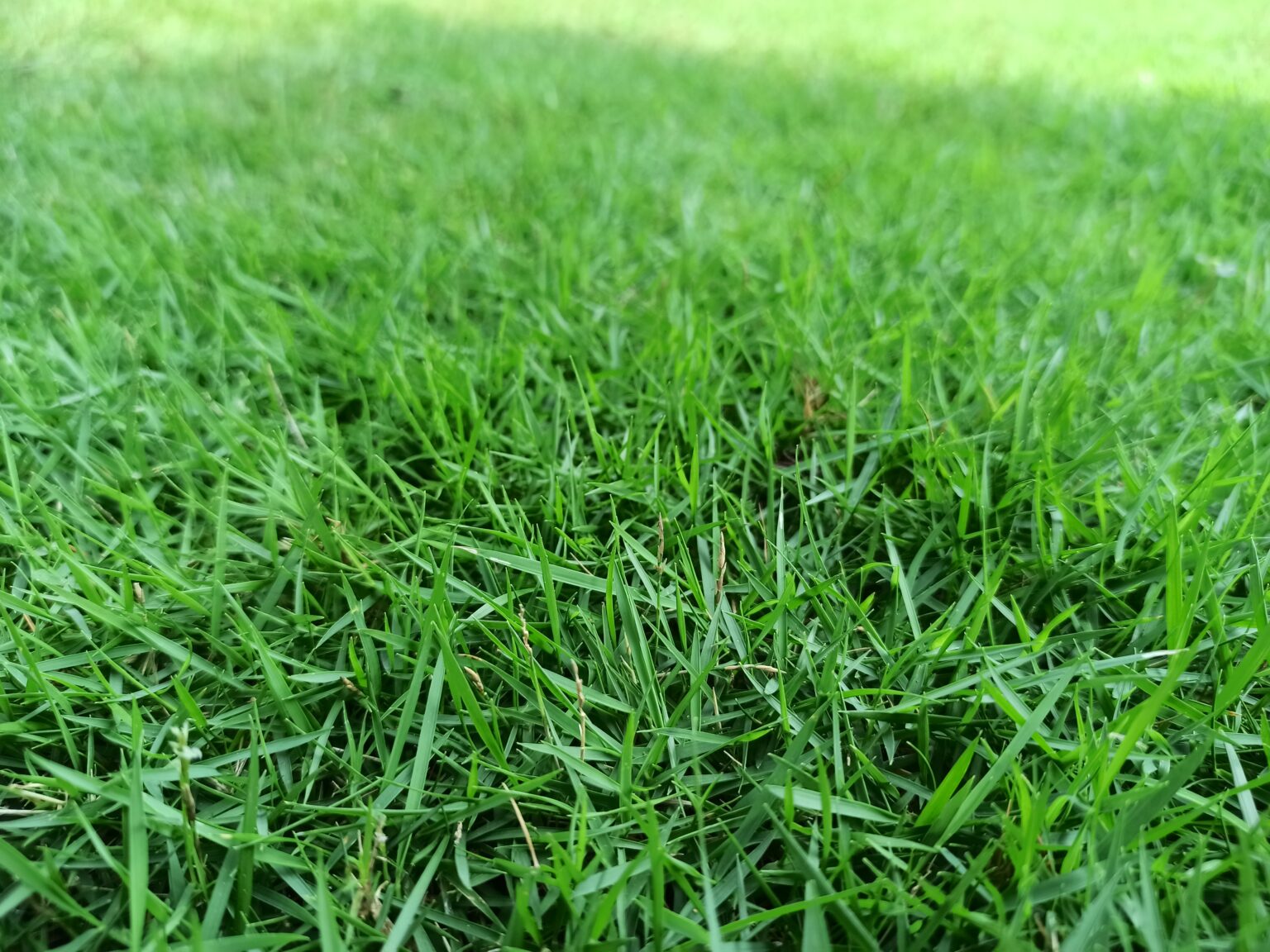 Korean Grass Organic Nursery Garden